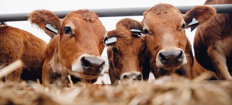 Can Eating Insects Help Reduce CO2 Emissions in Our Food System ...
