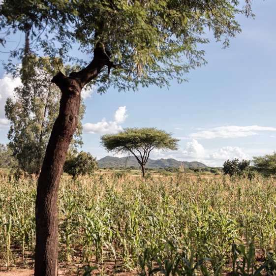 Kedougou, Senegal – Agroforestry - Climate Wise